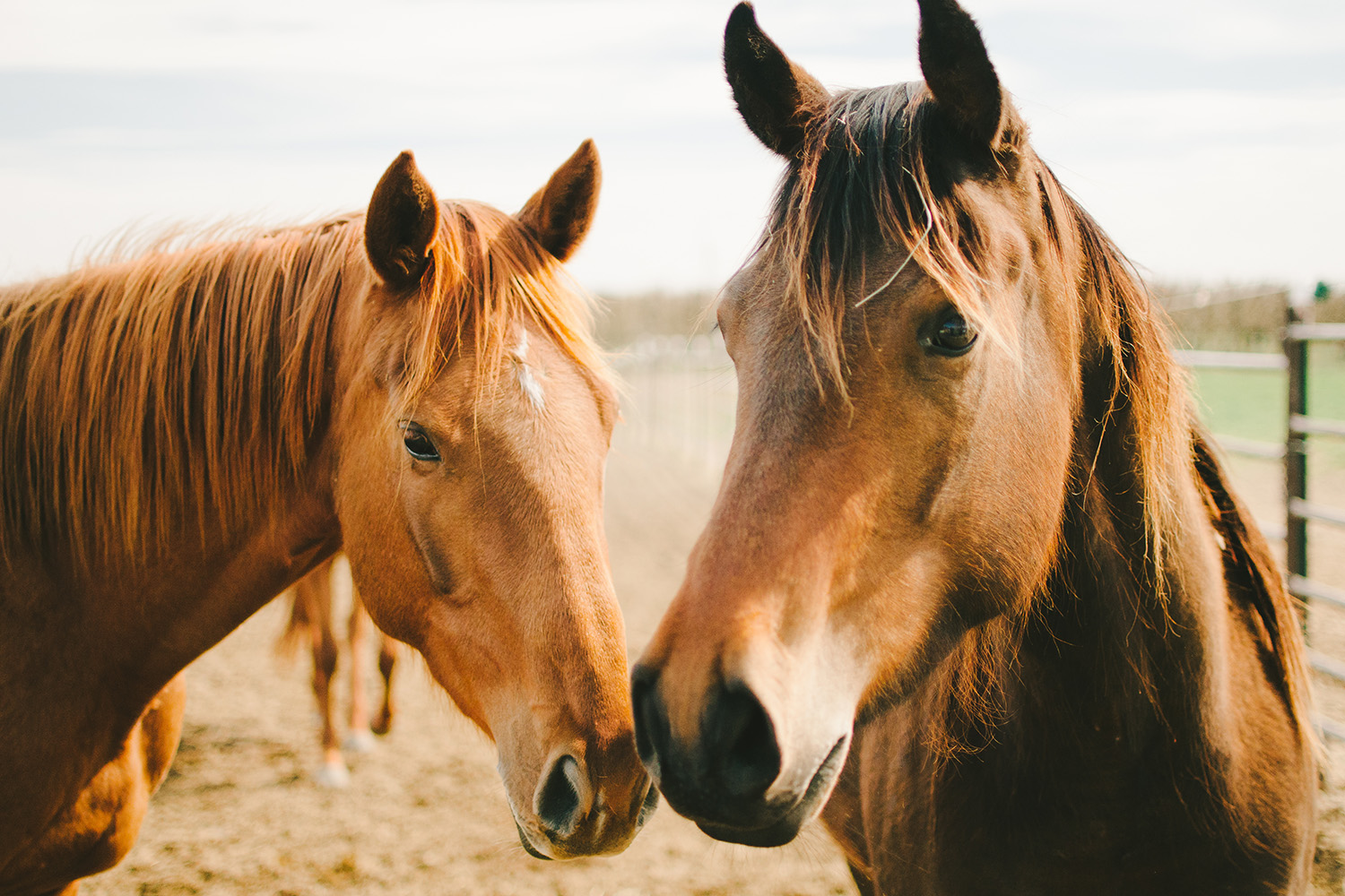 Equine Assisted Psychotherapy: Treating Grief & Loss - K-equine